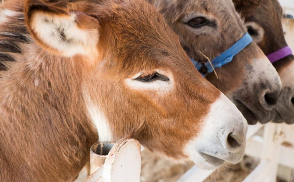 How to Start Keeping Donkeys on the Homestead - Countryside